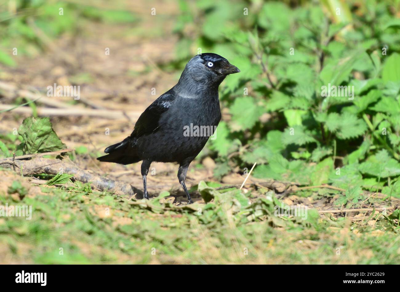 Adult jackdaw in breeding condition. Dorset, UK Stock Photo - Alamy