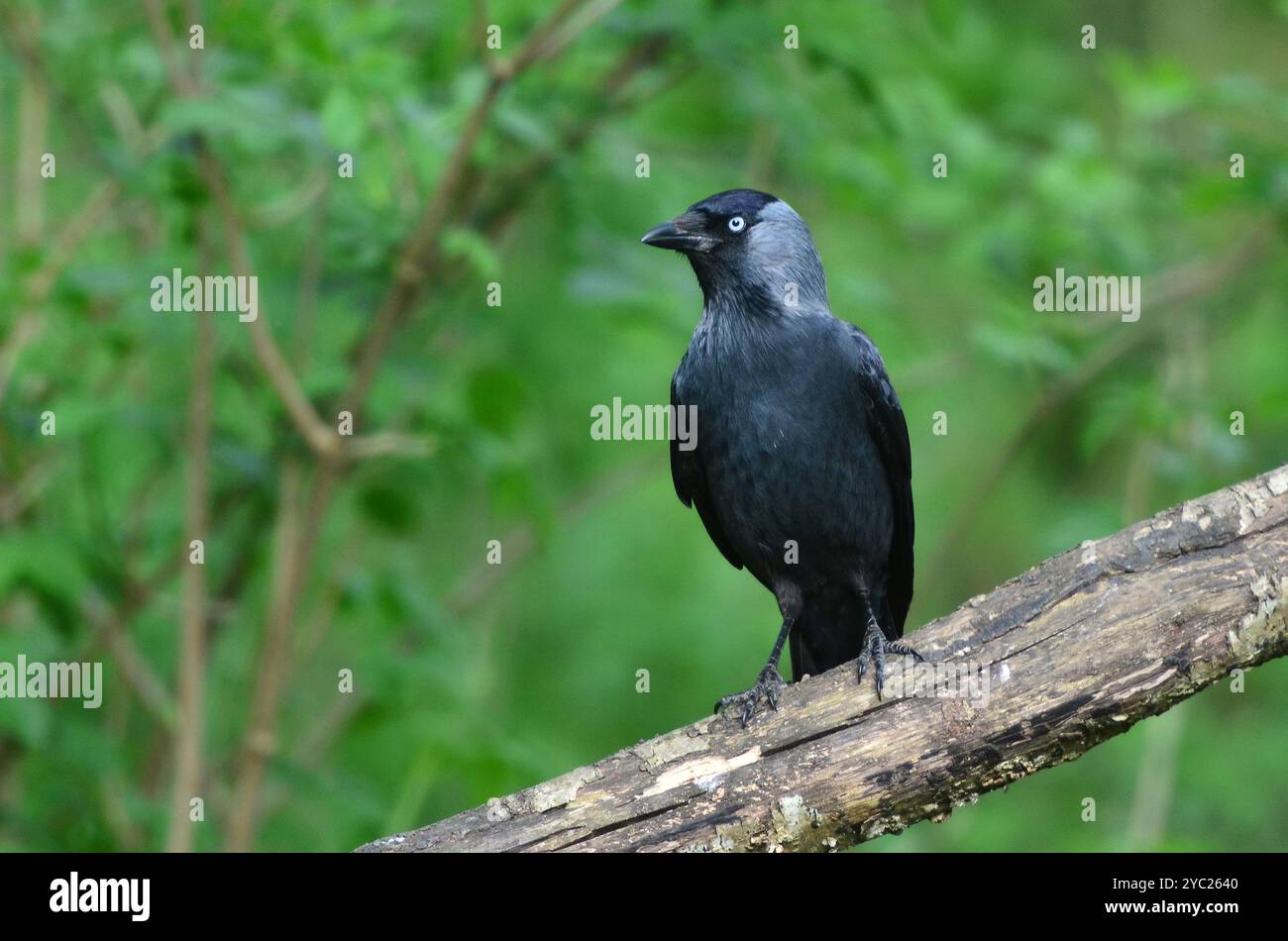 Adult jackdaw in breeding condition. Dorset, UK Stock Photo - Alamy