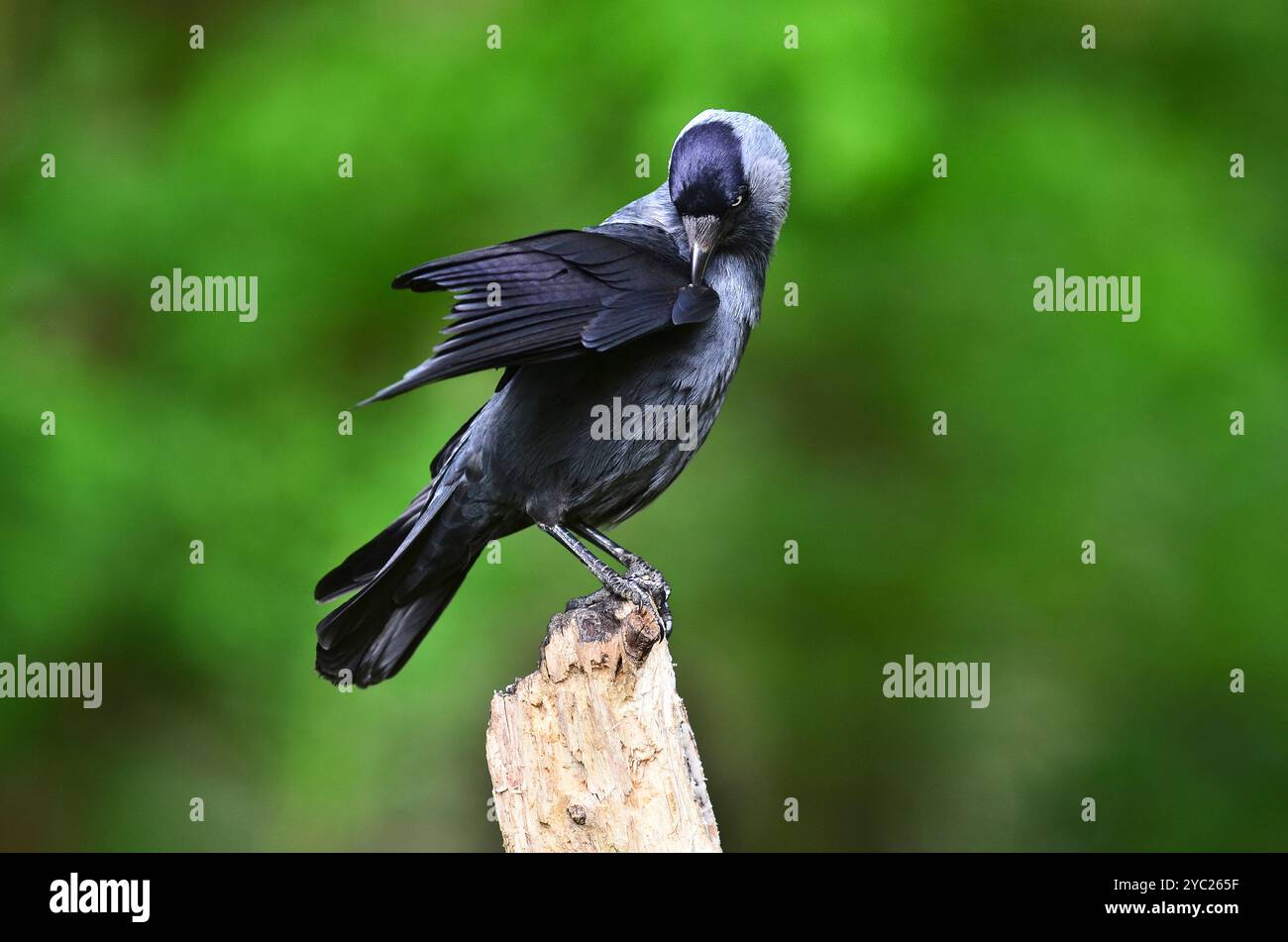 Adult jackdaw in breeding condition. Dorset, UK Stock Photo - Alamy