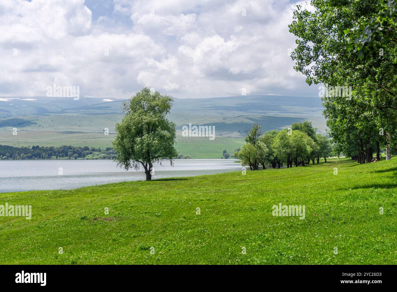 Fluffy tree on the bank of a reservoir on green grass. Ripples on the ...