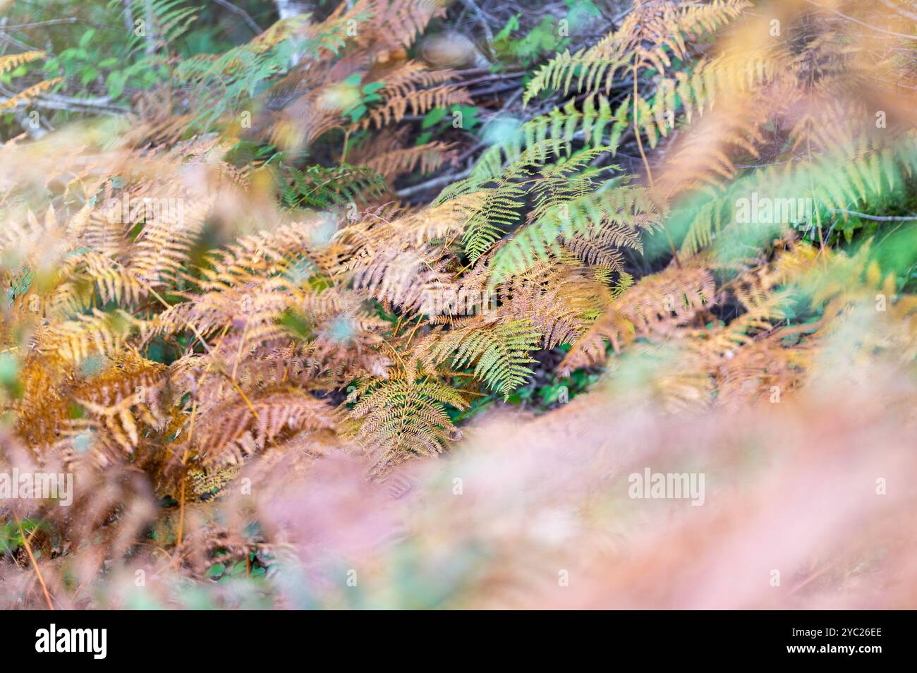 Autumn bracken in Forewood, Crowhurst, England. Pteridium aquilinum ...