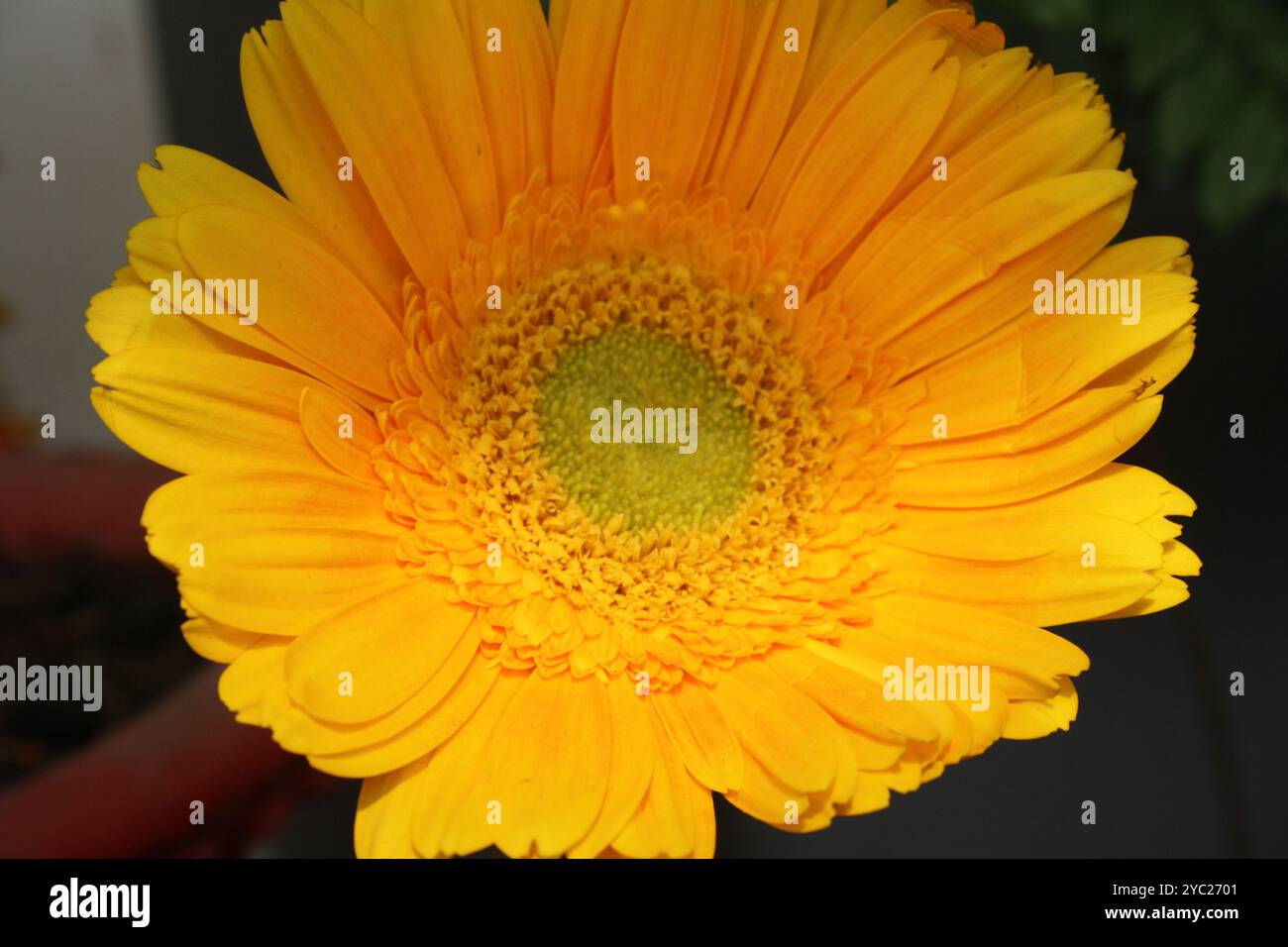 Golden yellow colored Gerbera daisy (Gerbera × hybrida) flower Stock ...
