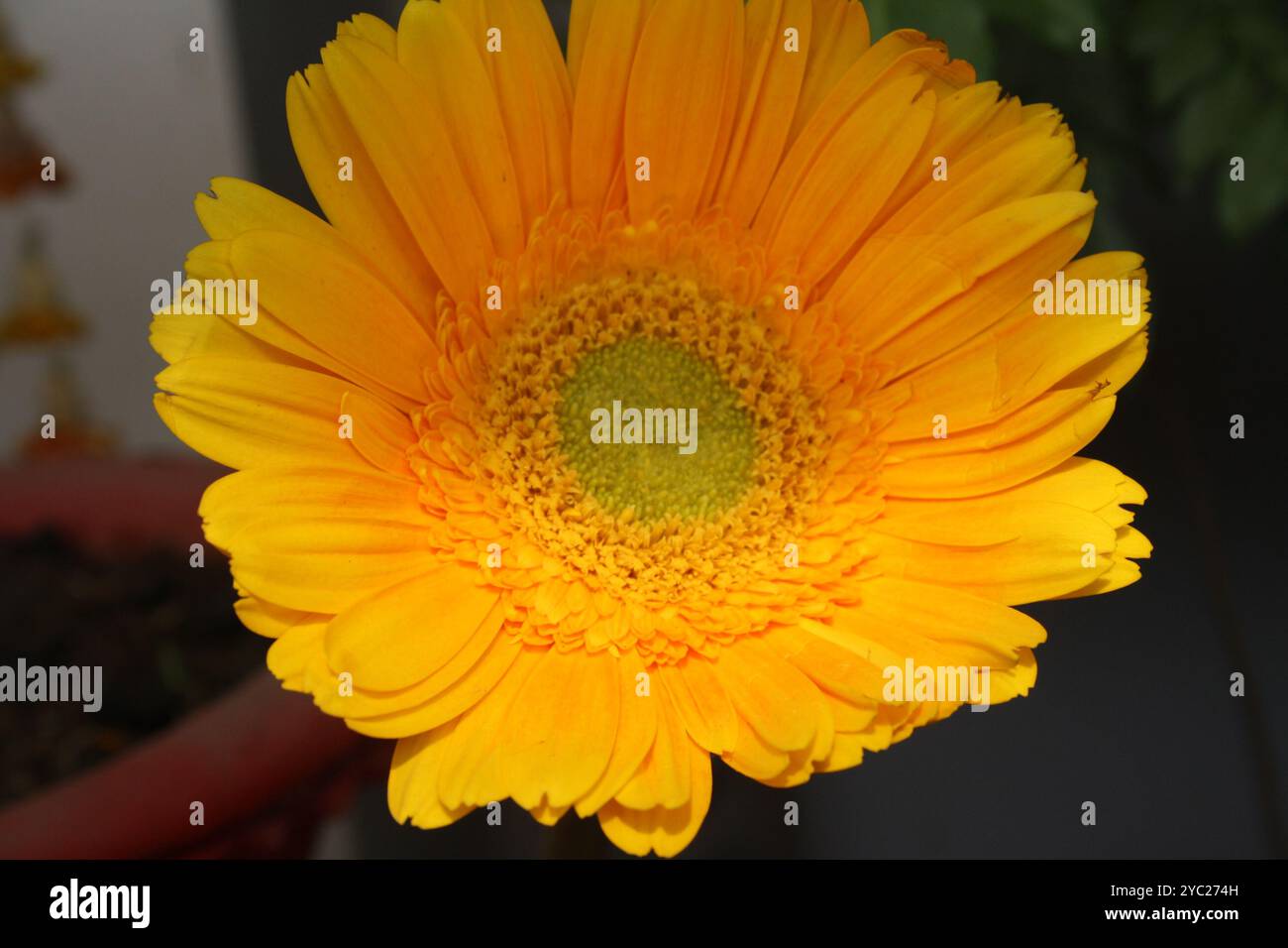 Golden yellow colored Gerbera daisy (Gerbera × hybrida) flower Stock ...