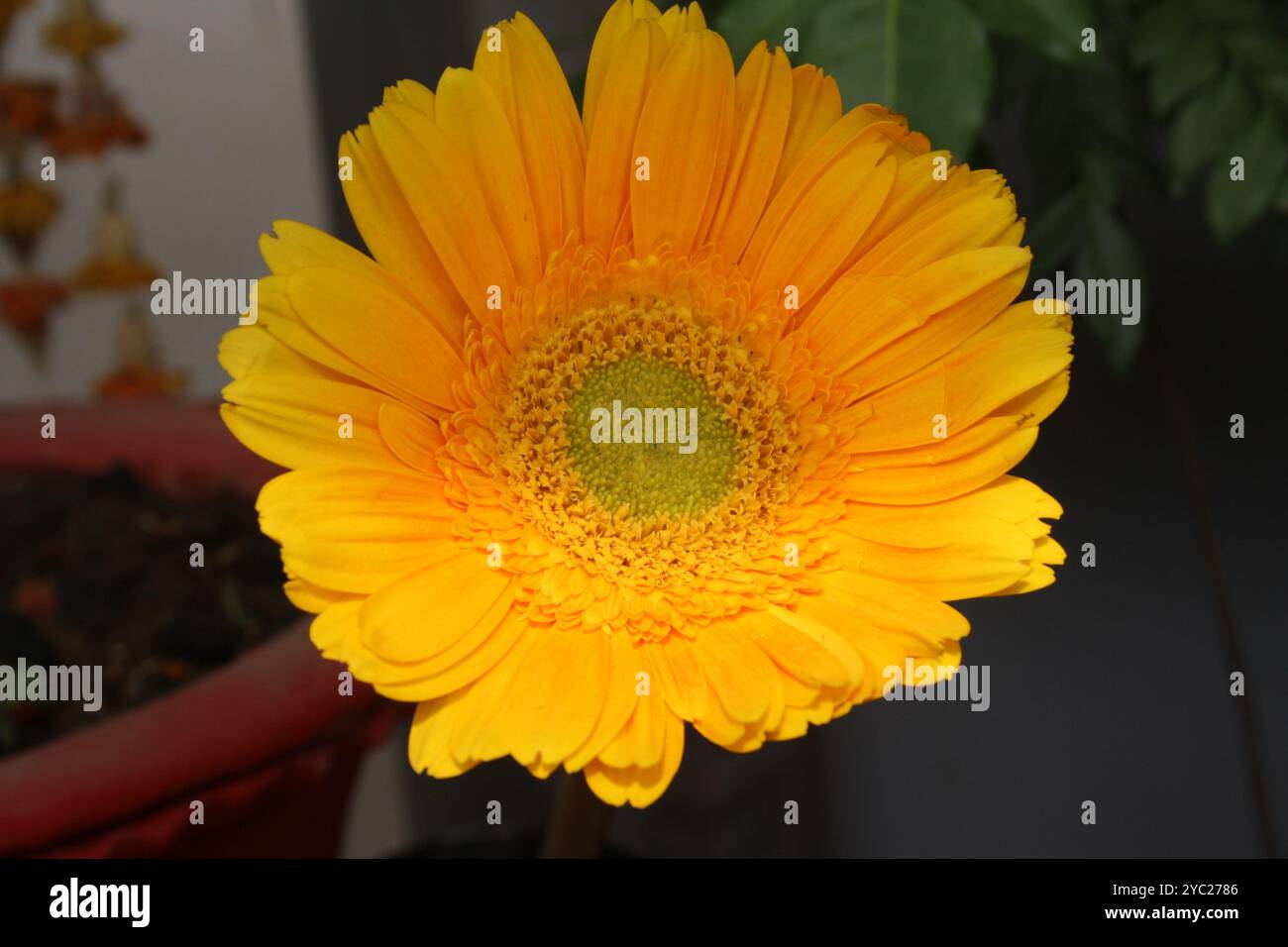 Golden yellow colored Gerbera daisy (Gerbera × hybrida) flower Stock ...