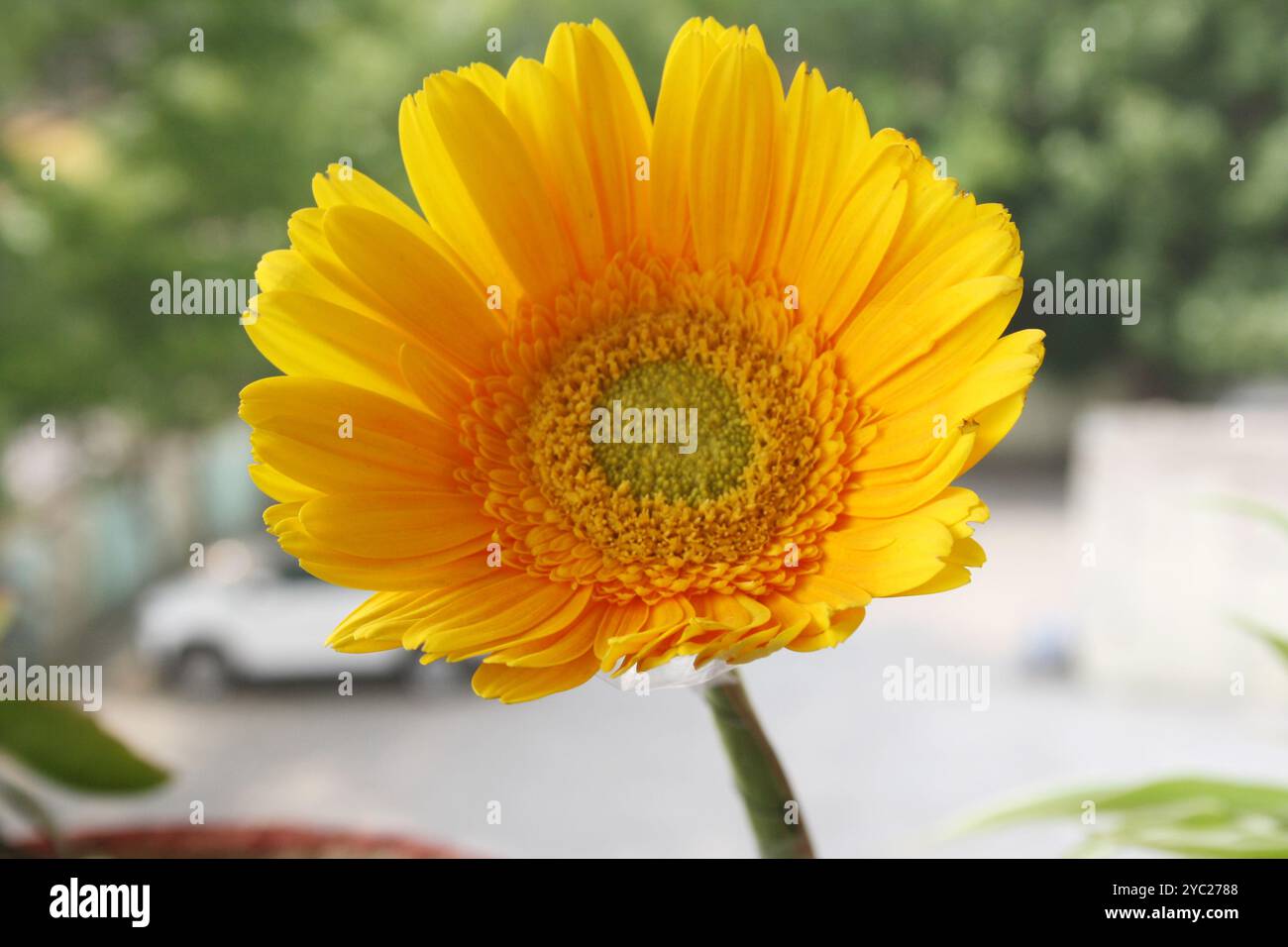 Golden yellow colored Gerbera daisy (Gerbera × hybrida) flower Stock ...