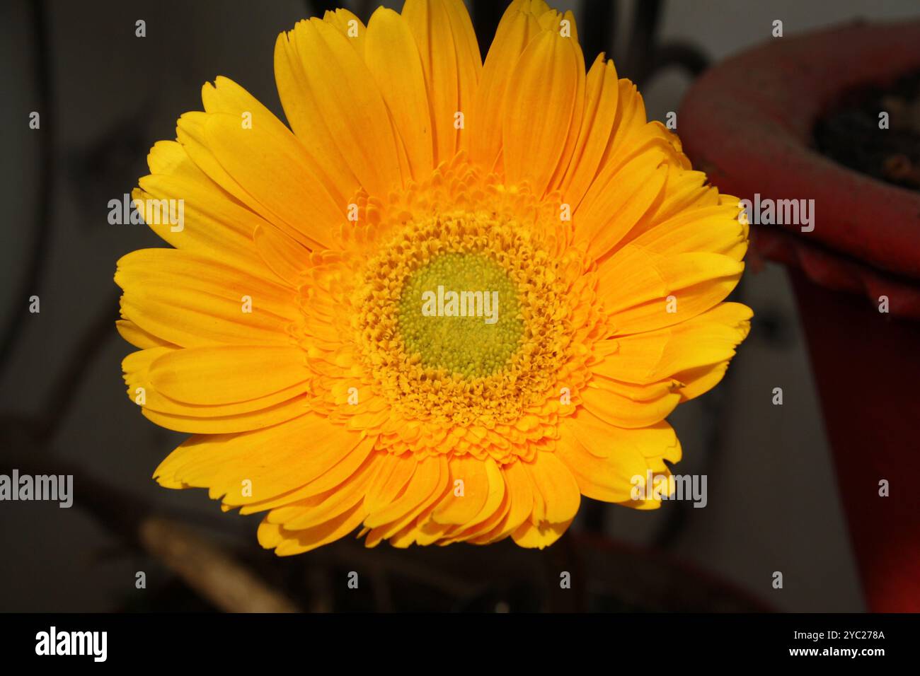 Golden yellow colored Gerbera daisy (Gerbera × hybrida) flower Stock ...