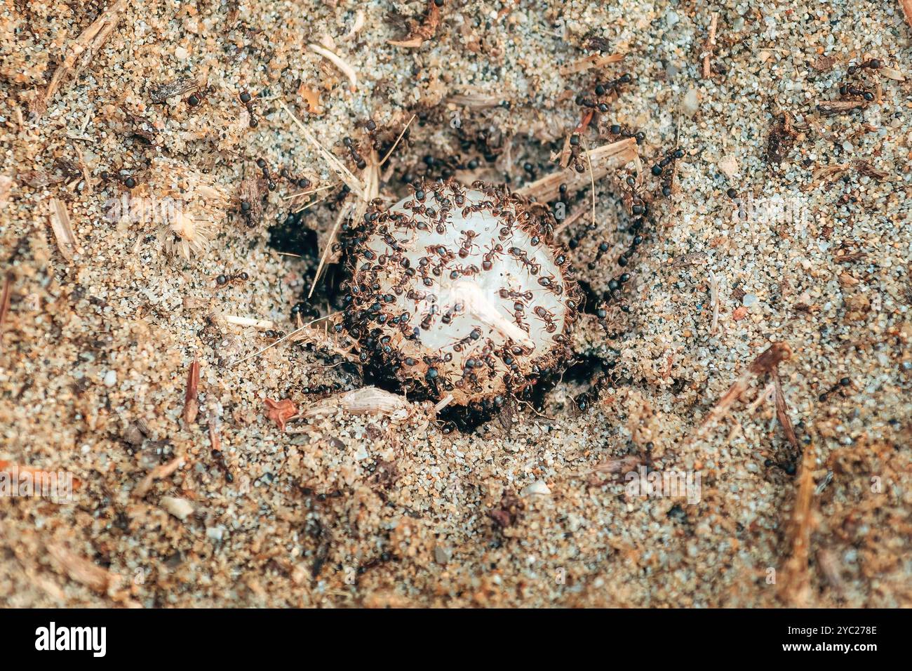 Top view of ant hi-res stock photography and images - Alamy