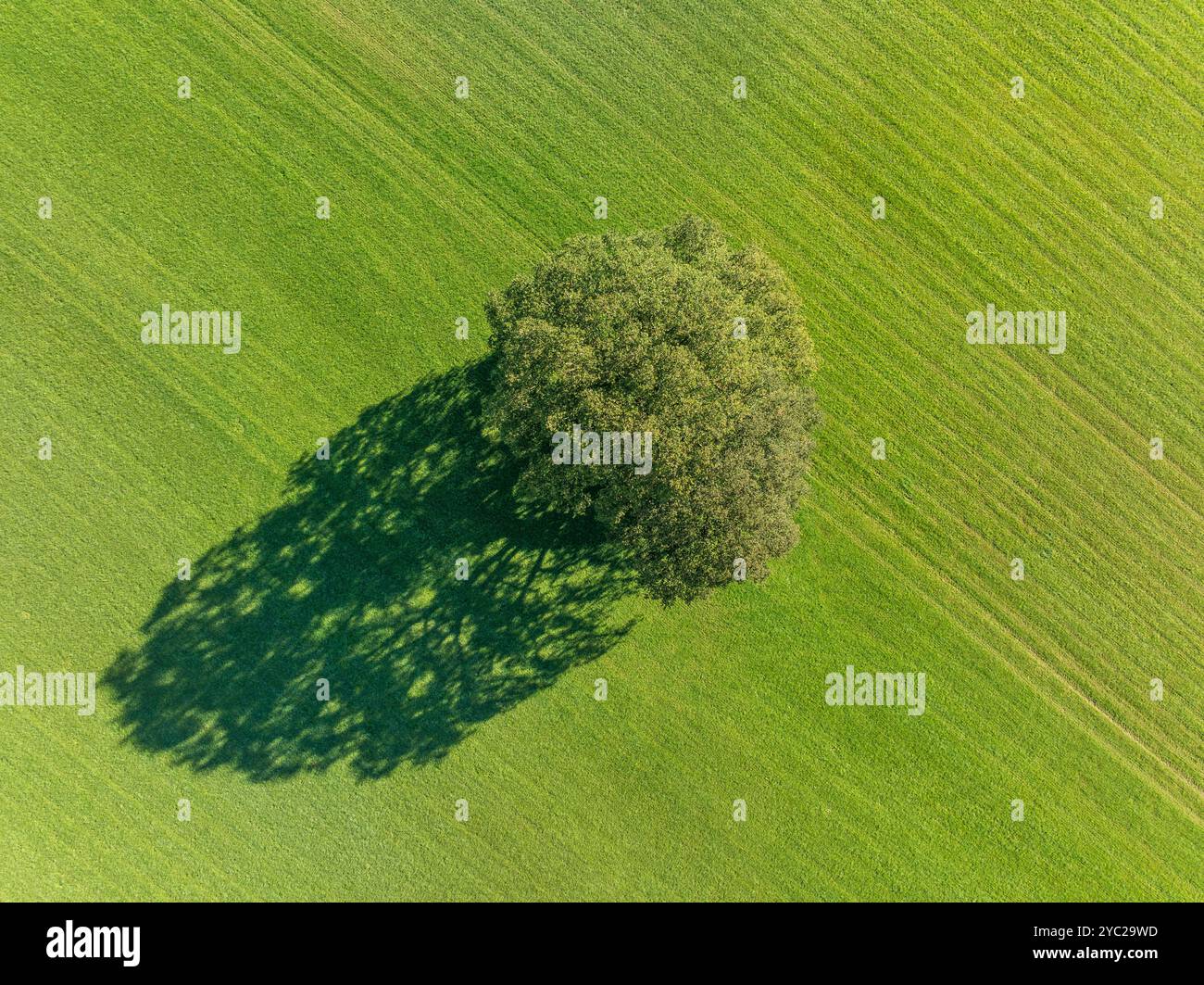 aerial view of a single tree in a green meadow Stock Photo - Alamy