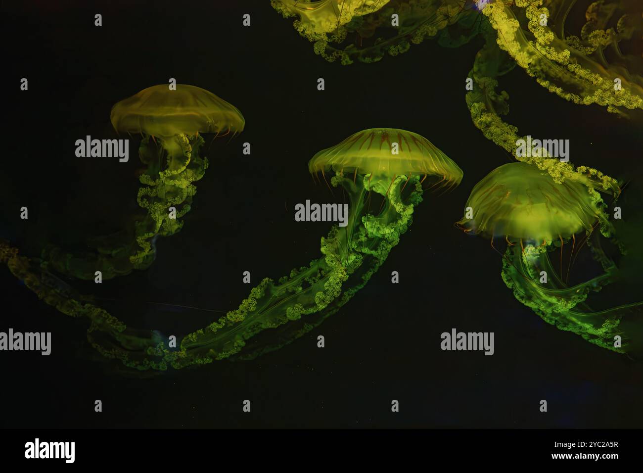 Group of Jellifish South american sea nettle, Chrysaora plocamia ...