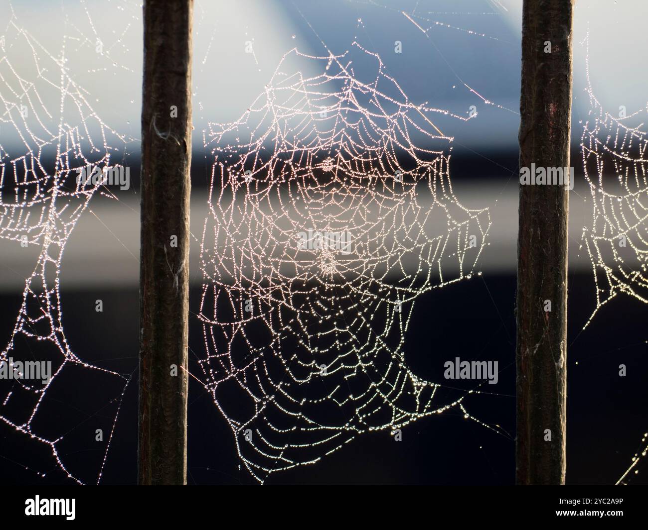 Wharf spiders hi-res stock photography and images - Alamy