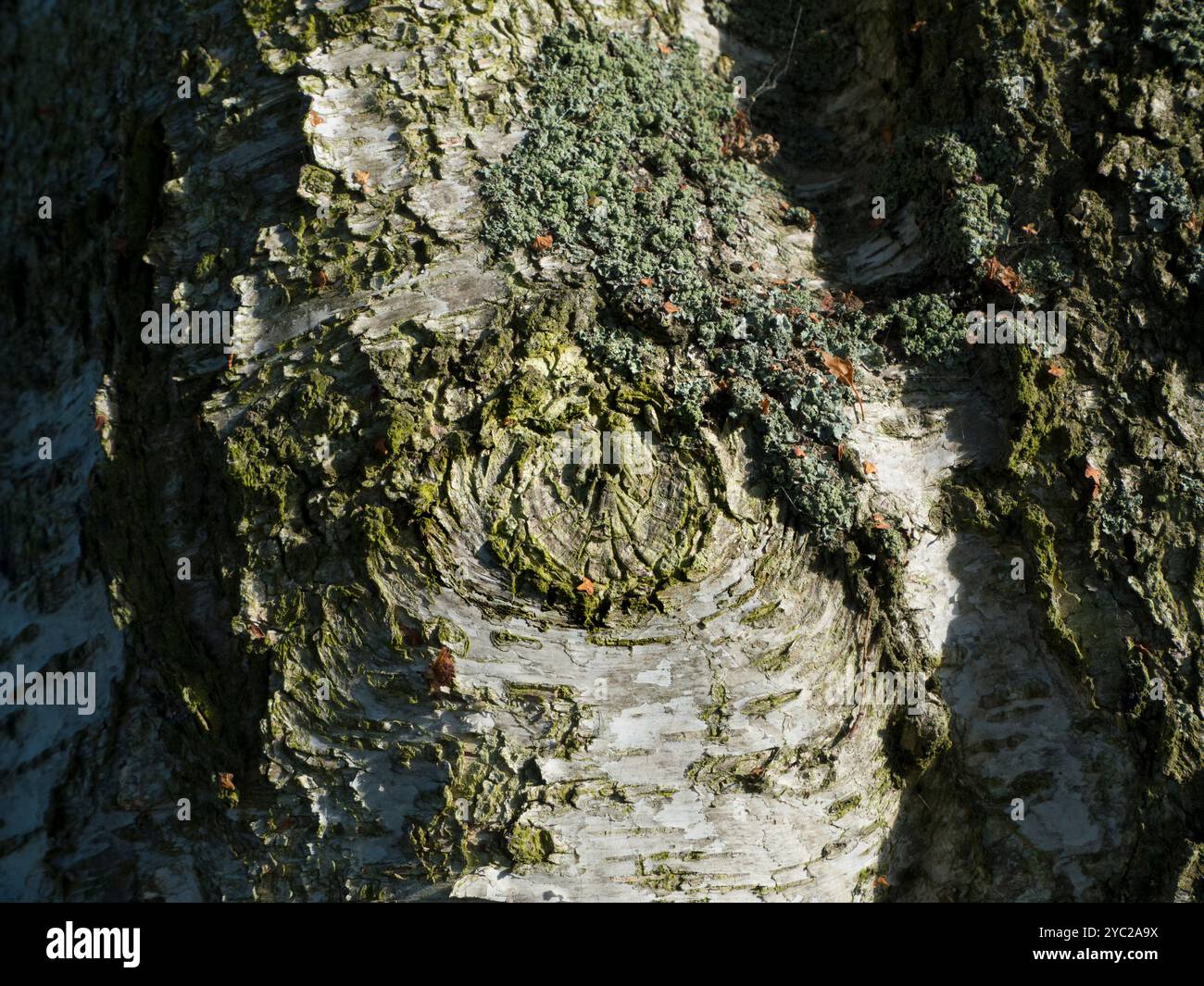 Close-up of the bark of a bsilver irch tree in Radley Village ...