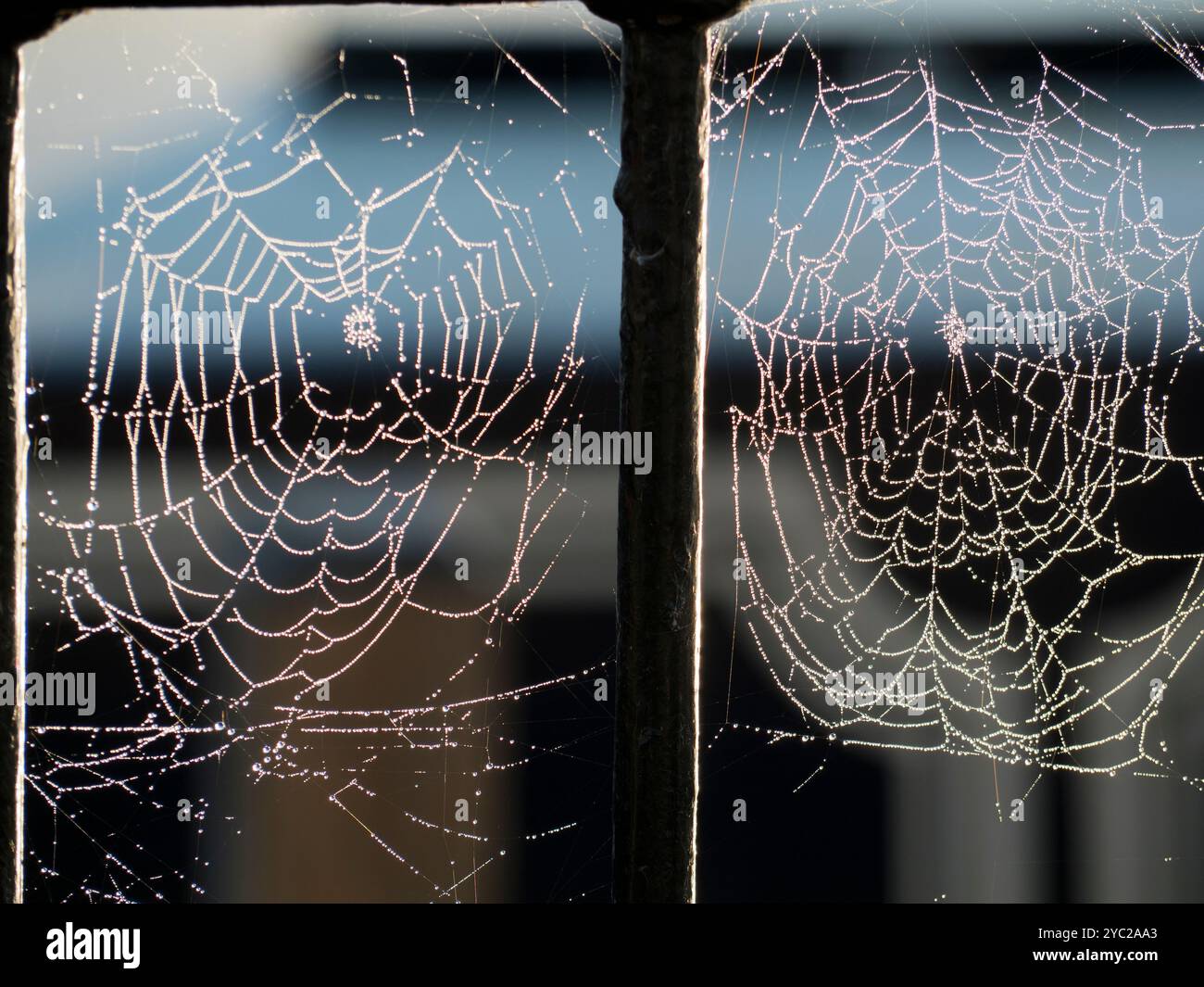 Spider runs on web hi-res stock photography and images - Alamy