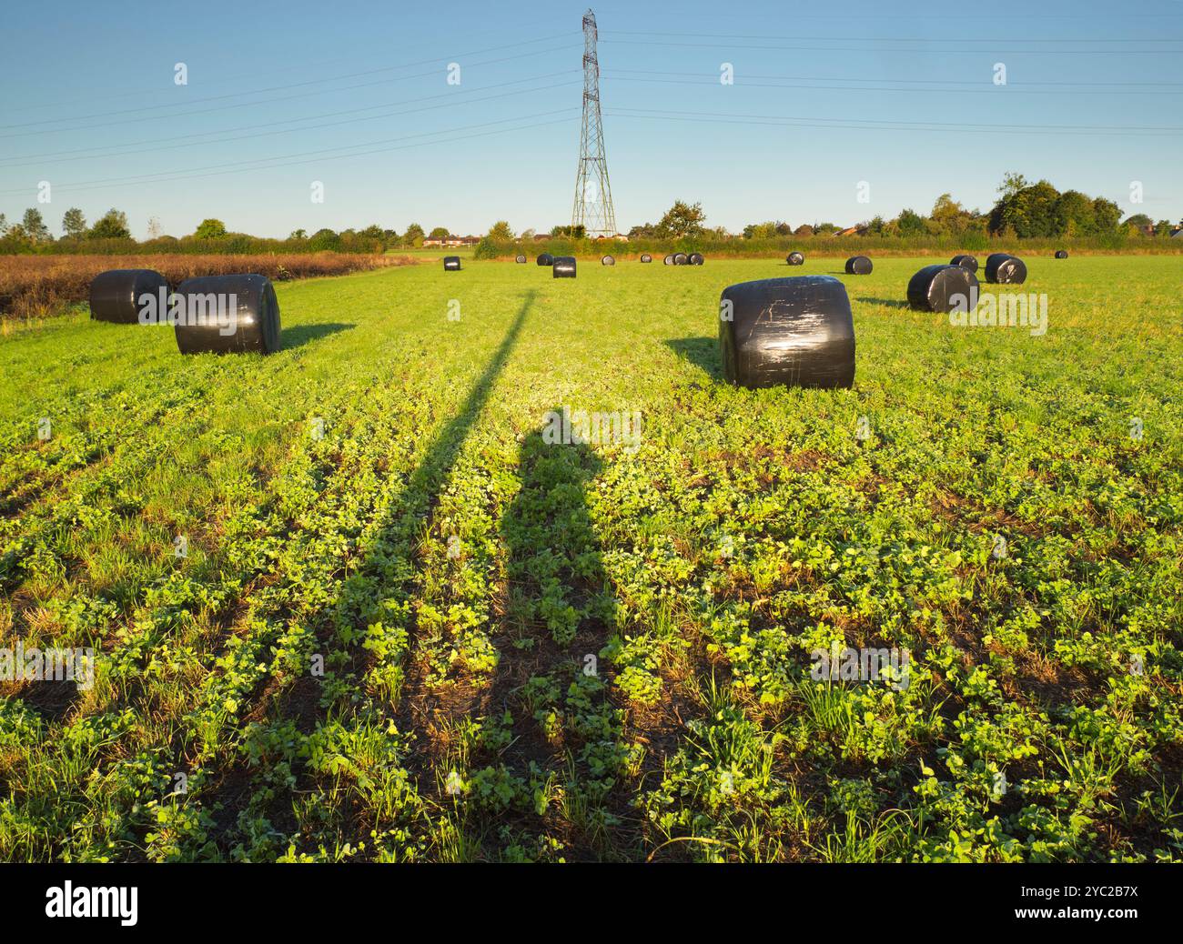 Pylons and silage bags in a field in Lower Radley. I love electricity ...