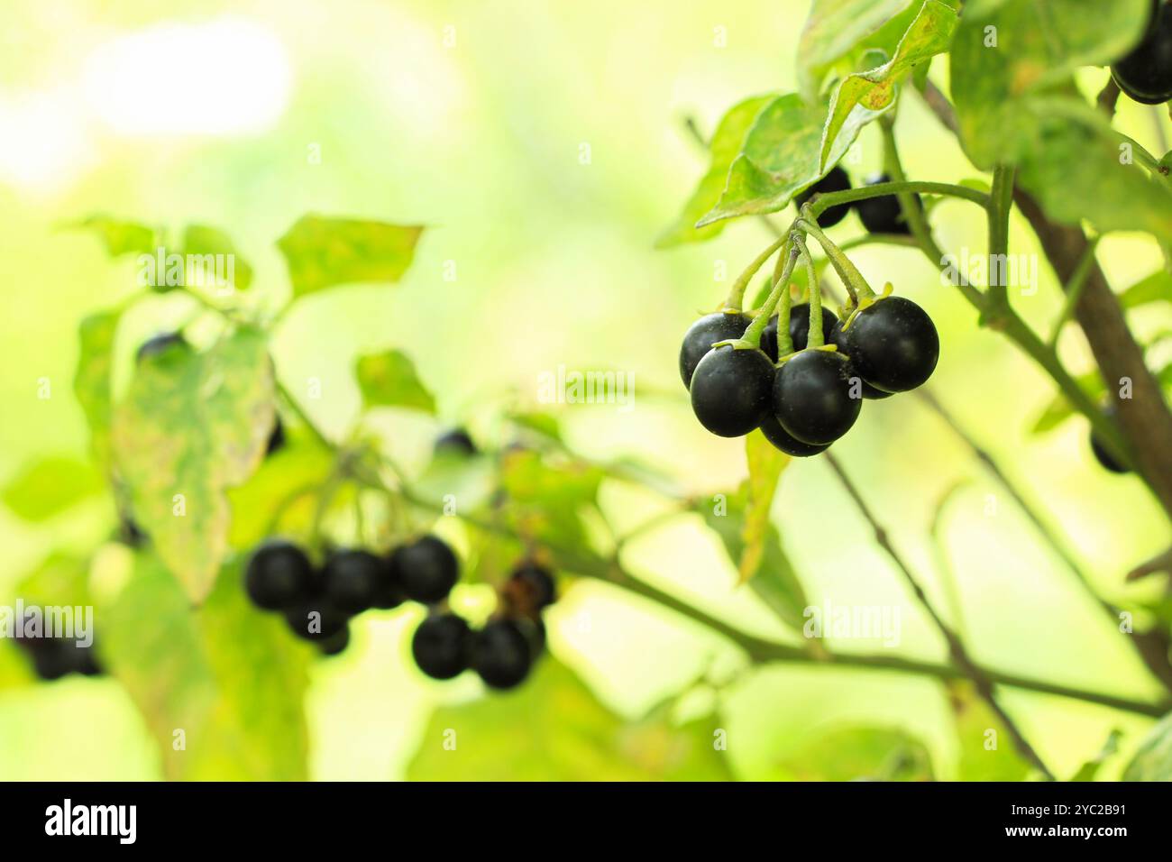 The black nightshade (Solanum nigrum) poisonous weed. Ball shaped ...