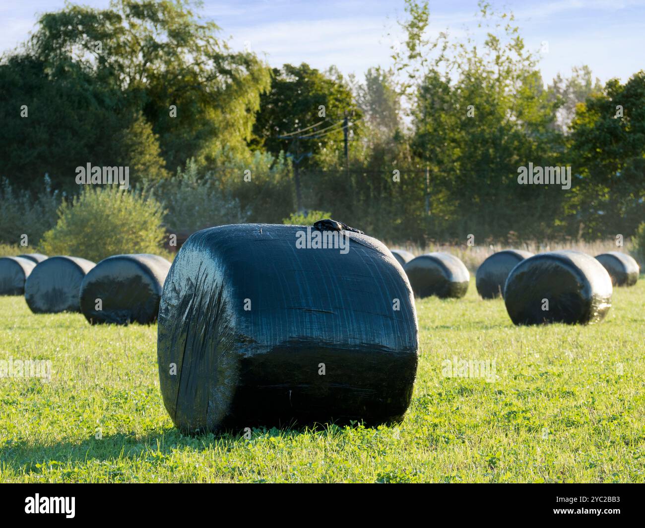 Silage bags in a field in Lower Radley. Unfortunately, they are not ...