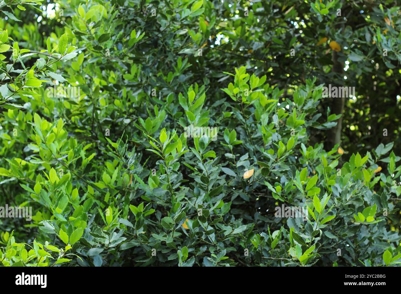 A screen full of bay leaves in nature. Bay leaves used as dry spices ...