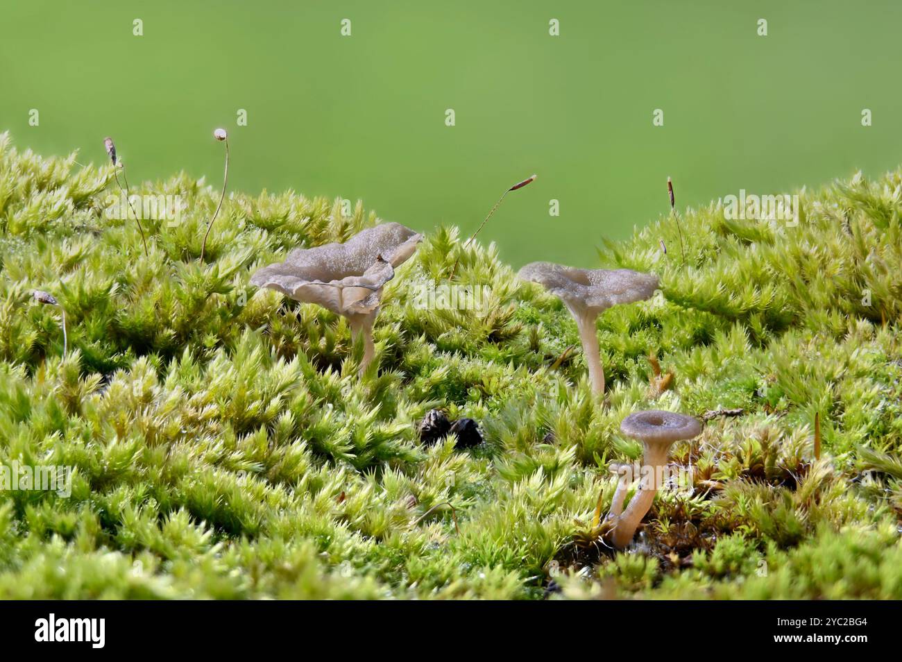 Moss and fungus on a wall. Early October, Kent, UK Stock Photo - Alamy