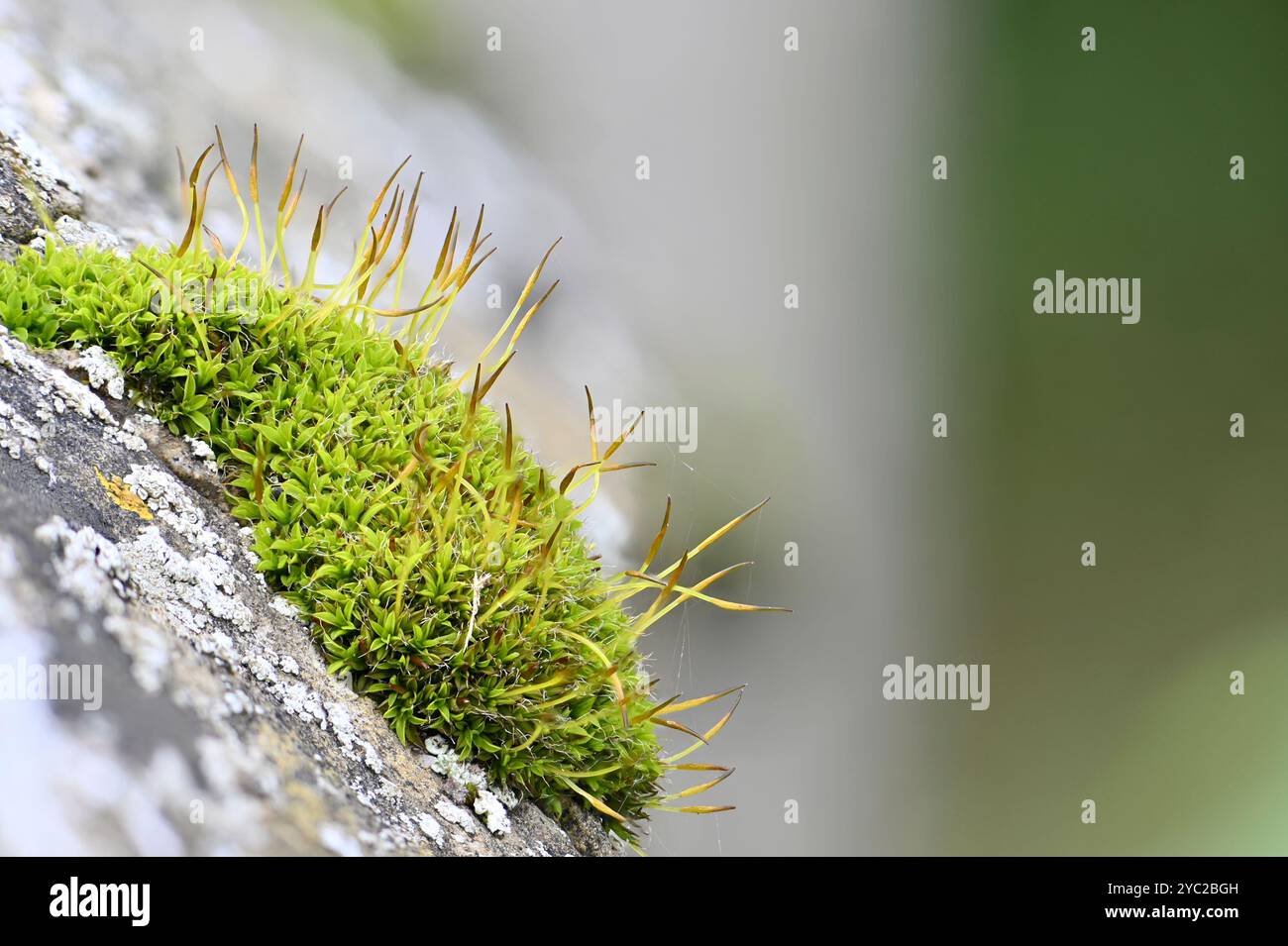 Wall Screw Moss (Tortula muralis) growing on a gravestone in a church ...