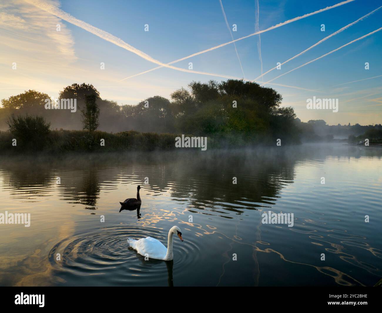 Swans at sunrise on the Thames at Radley. Luminescent first light over ...