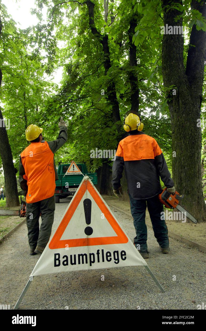 sign or logo for tree works, taking care of trees sign or logo for tree ...