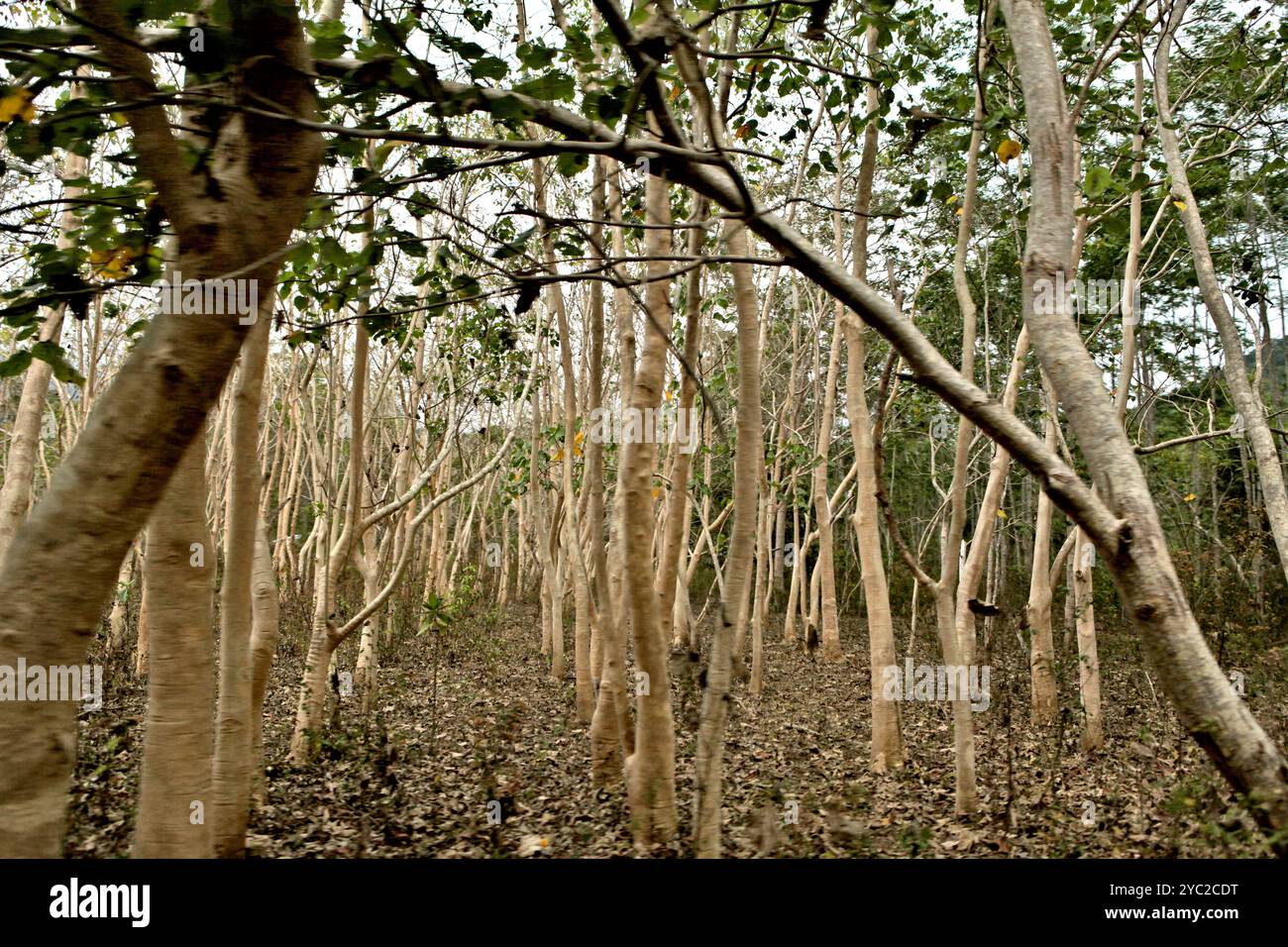 A teak plantation during dry season in Tabundung, East Sumba, East Nusa ...