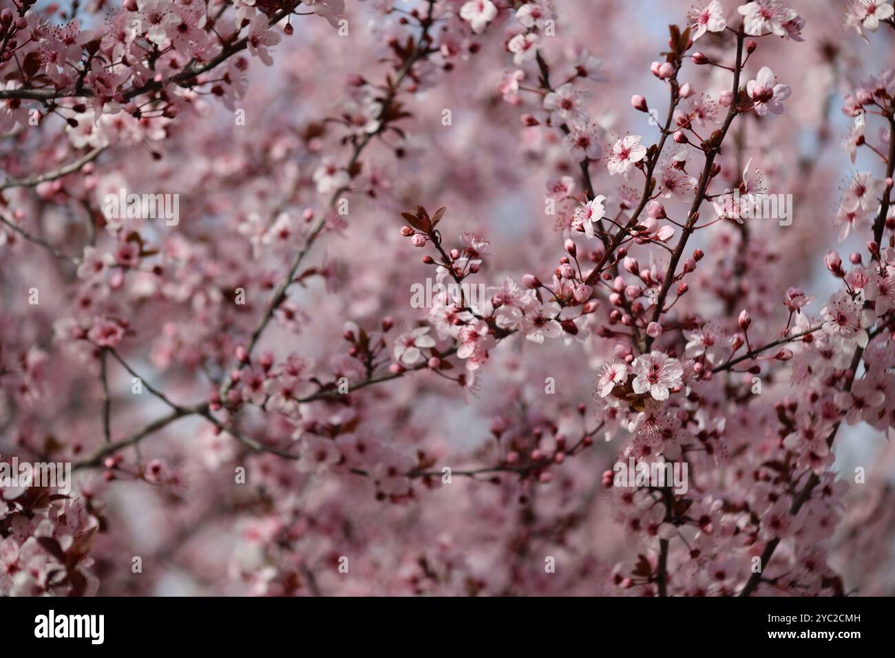 Sakura tree blooming in spring at Al Hussein Public Park in Amman Stock ...