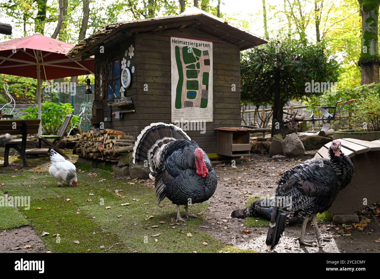 Truthahn im gehege hi-res stock photography and images - Alamy