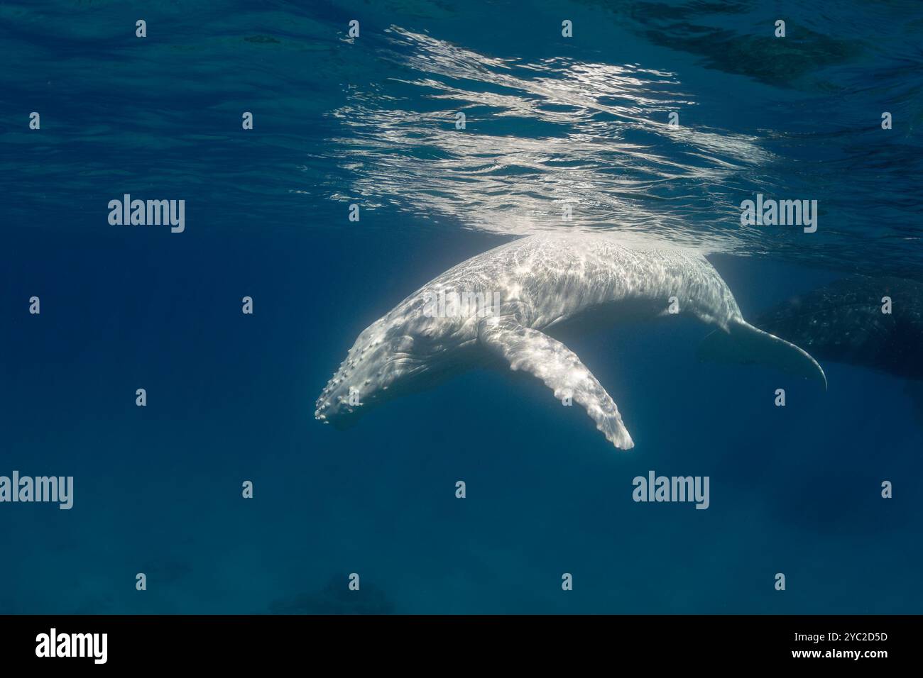 Albino (white) humpback whale Stock Photo - Alamy