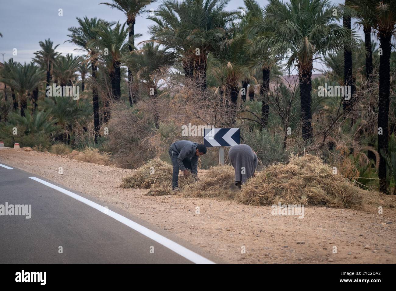 An Arab couple works next to the great Tafilalet oasis in Morocco ...