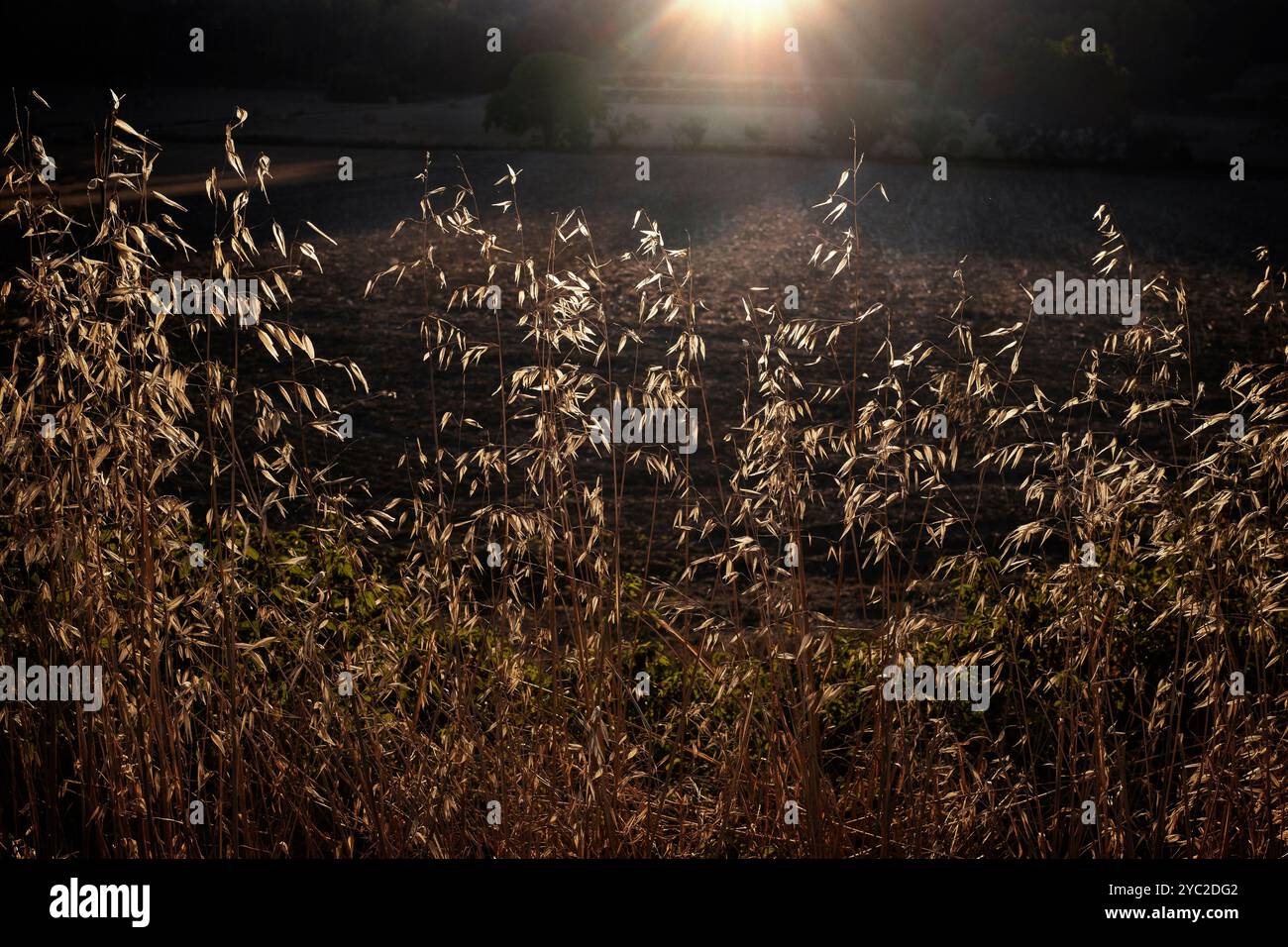 Field view with dried wheat sprout leaves against sunbeam effect and a ...