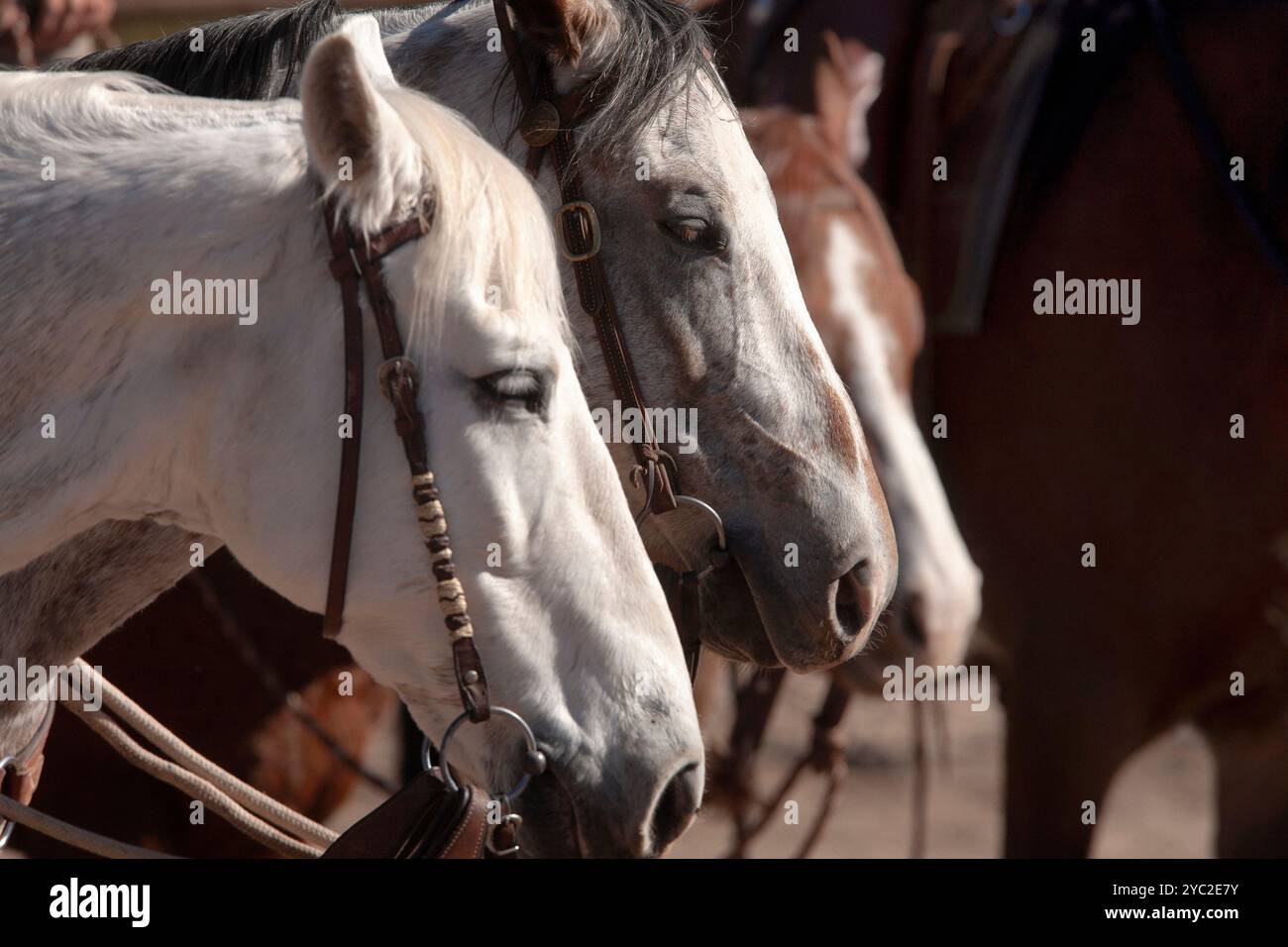 Group of horses putting their heads together Stock Photo - Alamy