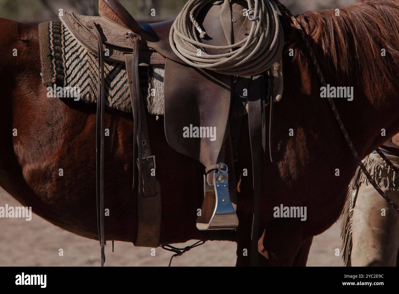Horse wearing saddle side view hi-res stock photography and images - Alamy