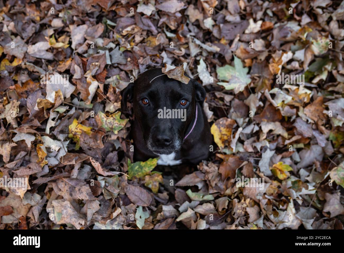 Autumn leaves pile pets hi-res stock photography and images - Alamy