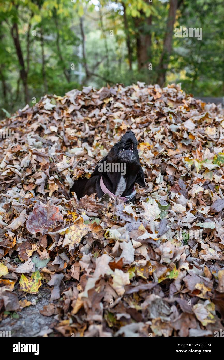Silly family with dog hi-res stock photography and images - Alamy