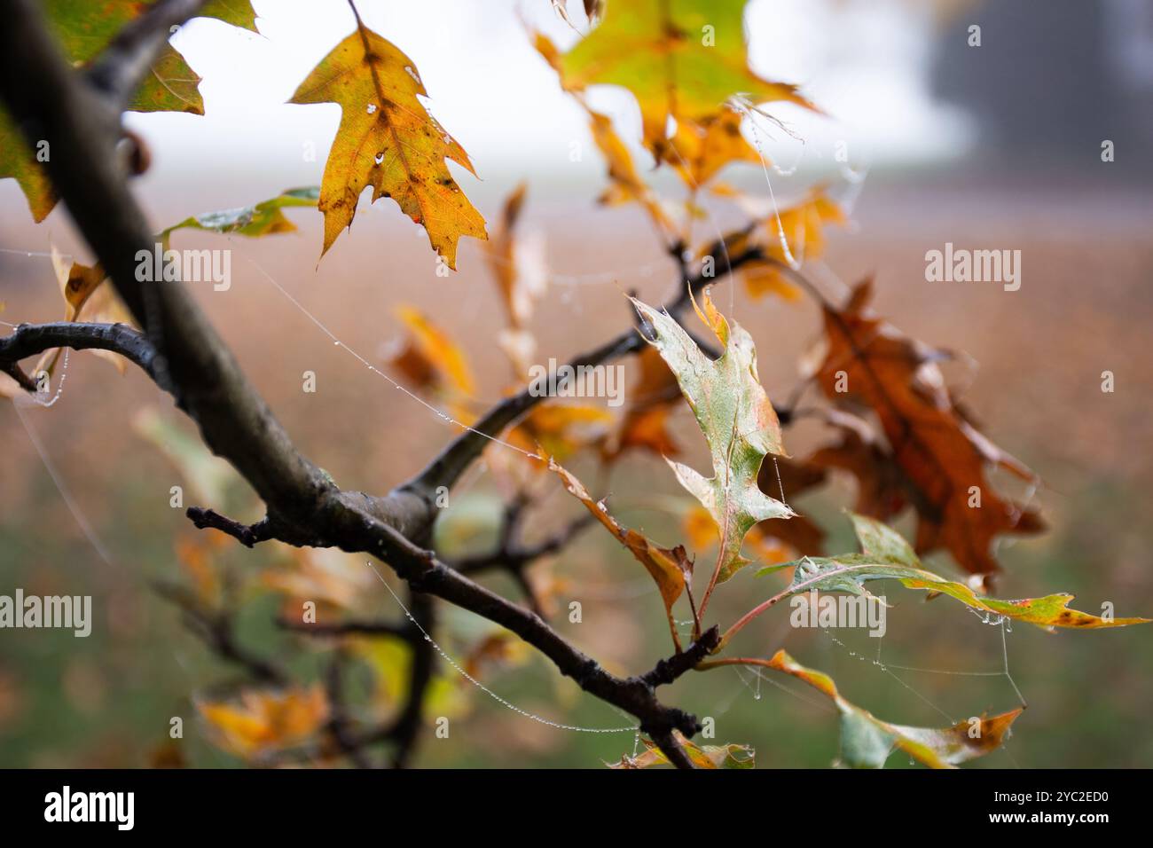 Crisp autumn leaves against morning fog Stock Photo - Alamy