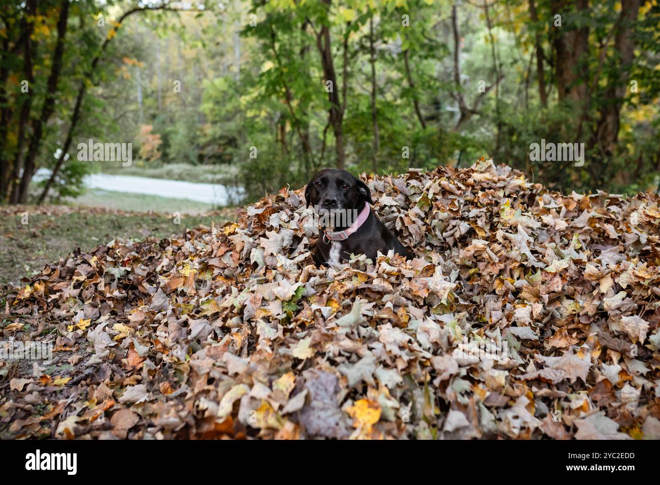 Dog sitting in giant leaf pile during fall season Stock Photo - Alamy