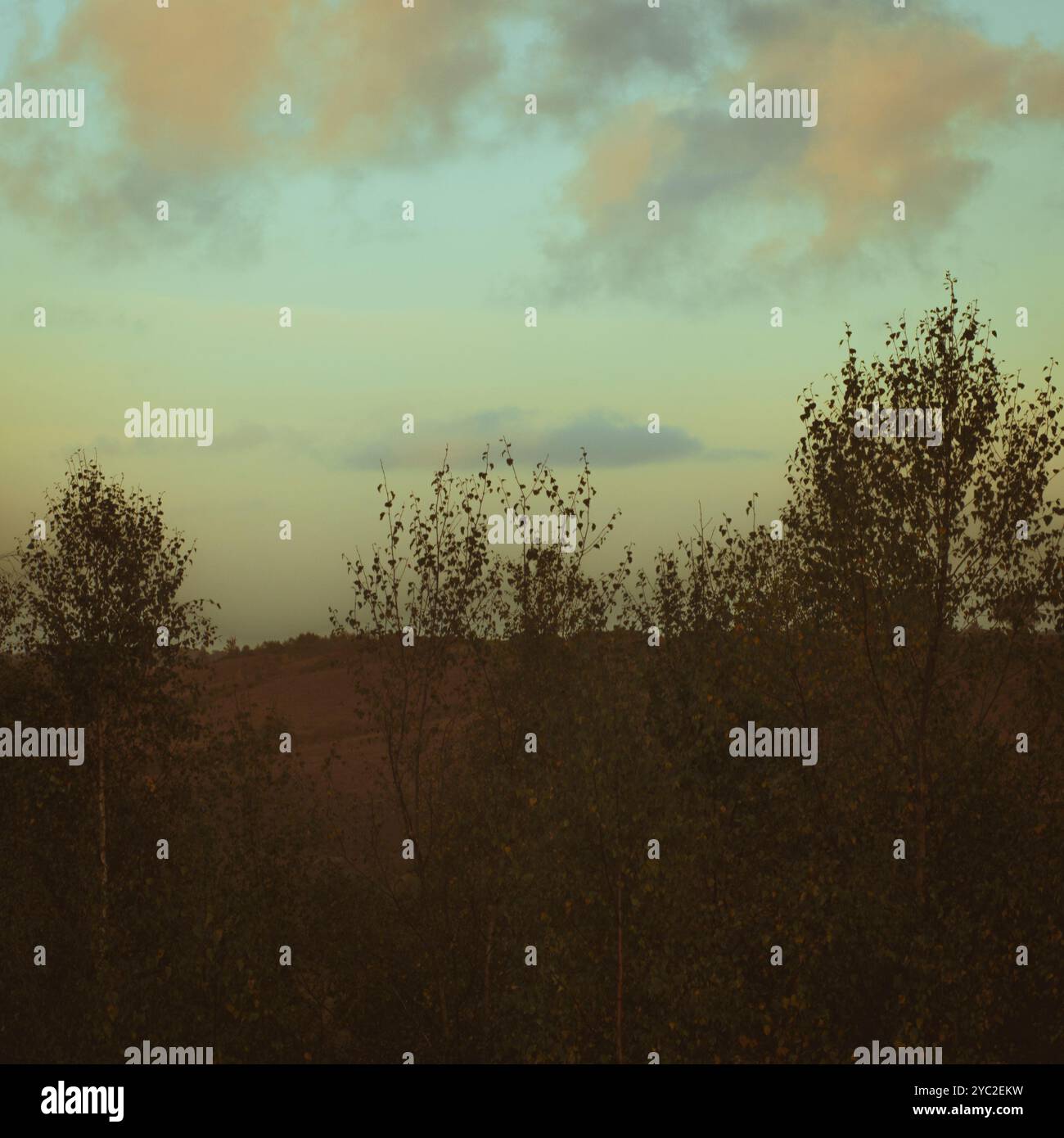 Muted moody landscape with trees in shadow, teal sky and orange wispy ...