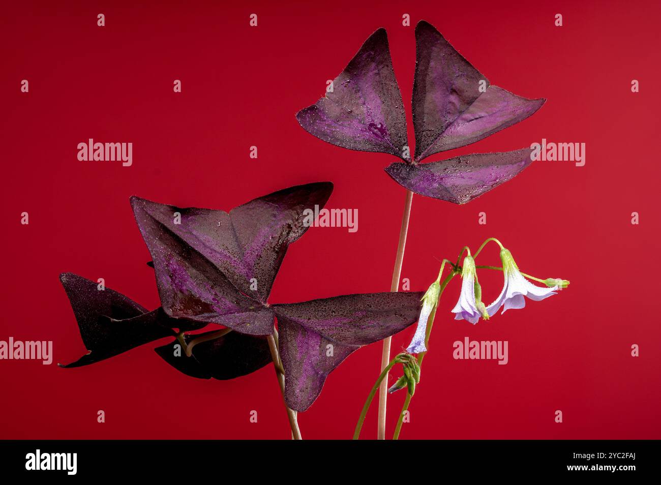 False shamrock hi-res stock photography and images - Alamy