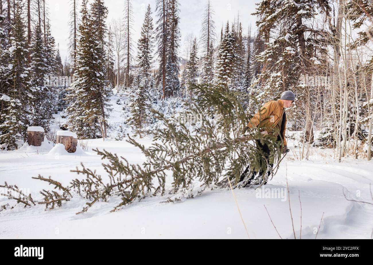 Man pulling a christmas tree behind him in the snowy forest woods Stock ...
