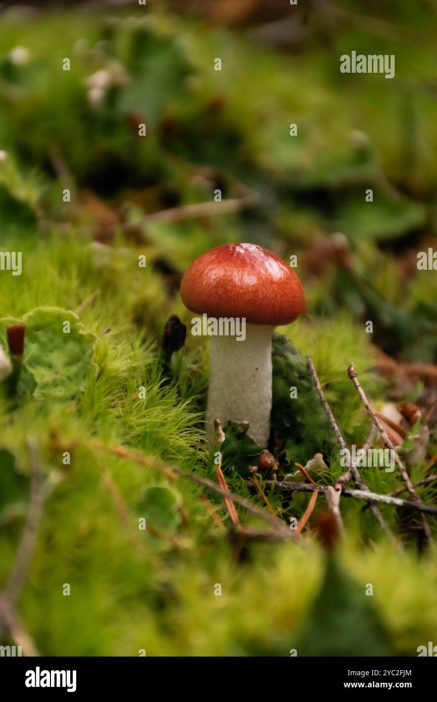 Small red-capped mushroom growing on a lush, mossy forest floor Stock ...