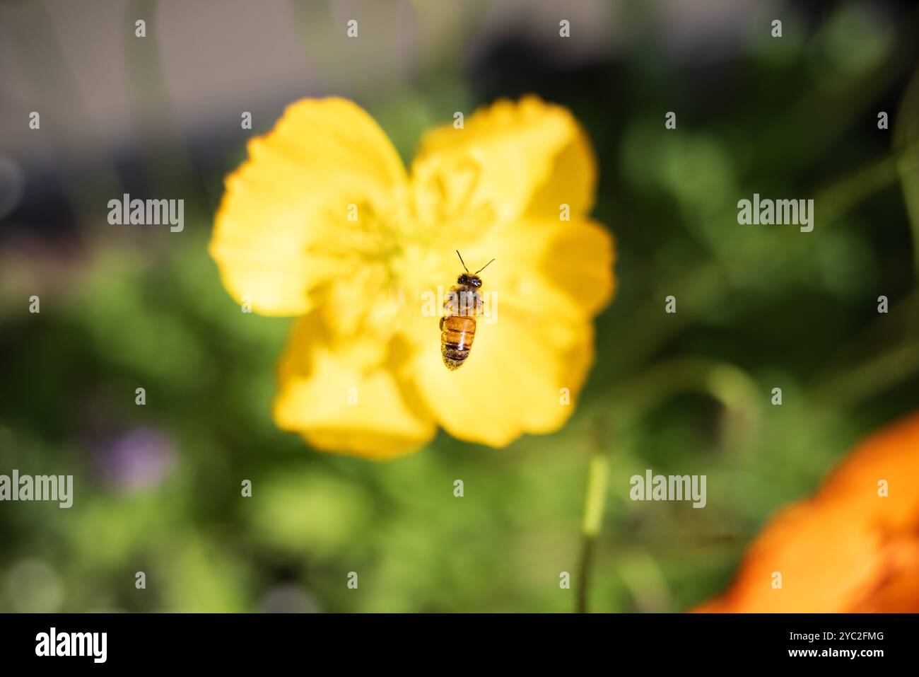 Insect setting in yellow flower hi-res stock photography and images - Alamy