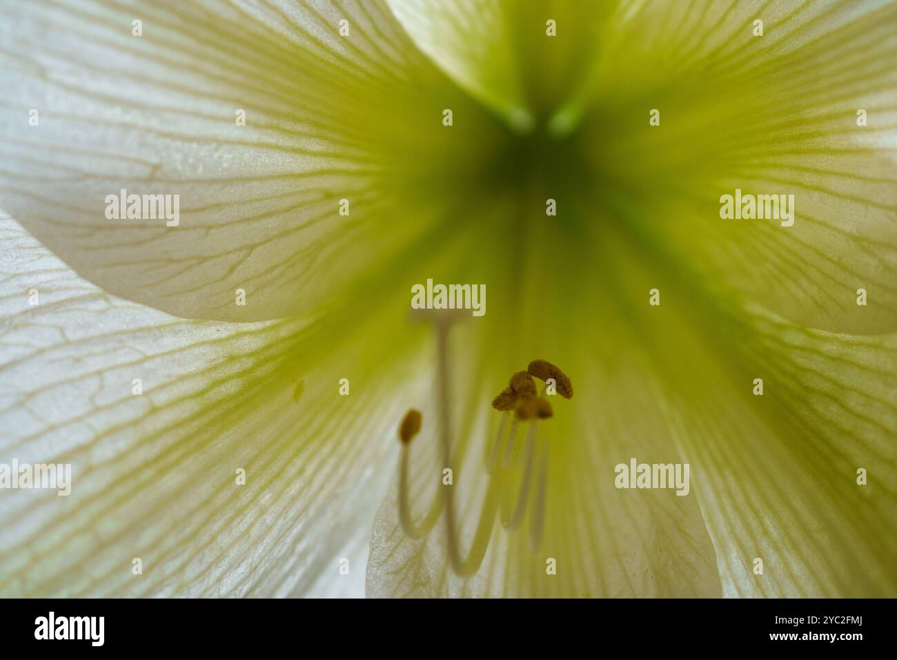 Inside the stem hi-res stock photography and images - Alamy