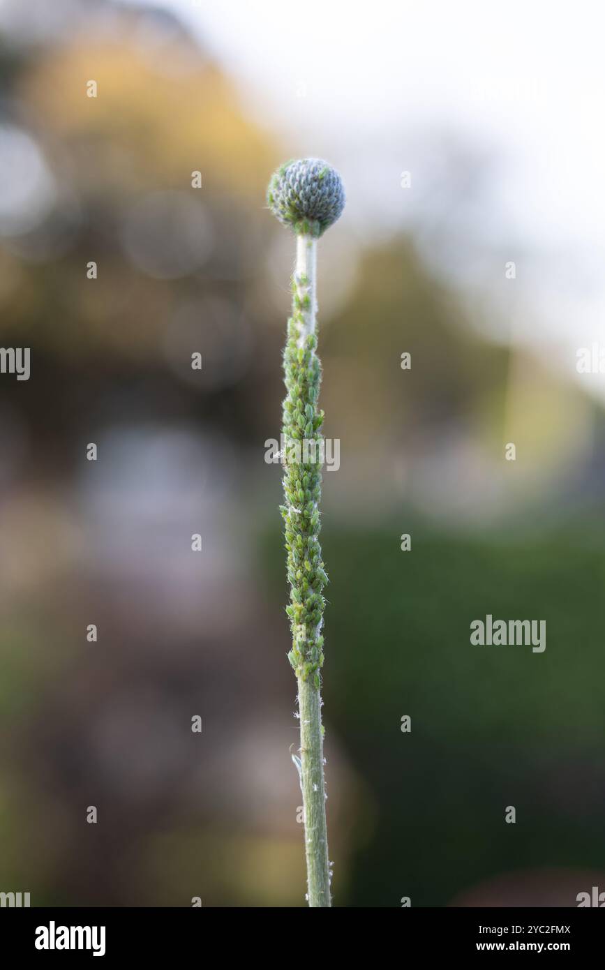 Green billy button flower bud covered in aphids Stock Photo - Alamy
