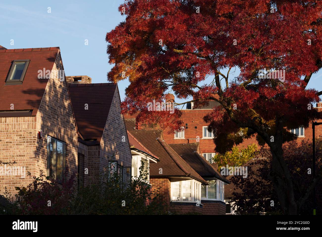Autumn leaves are seen on narrow-leaved ash trees (Fraxinus ...