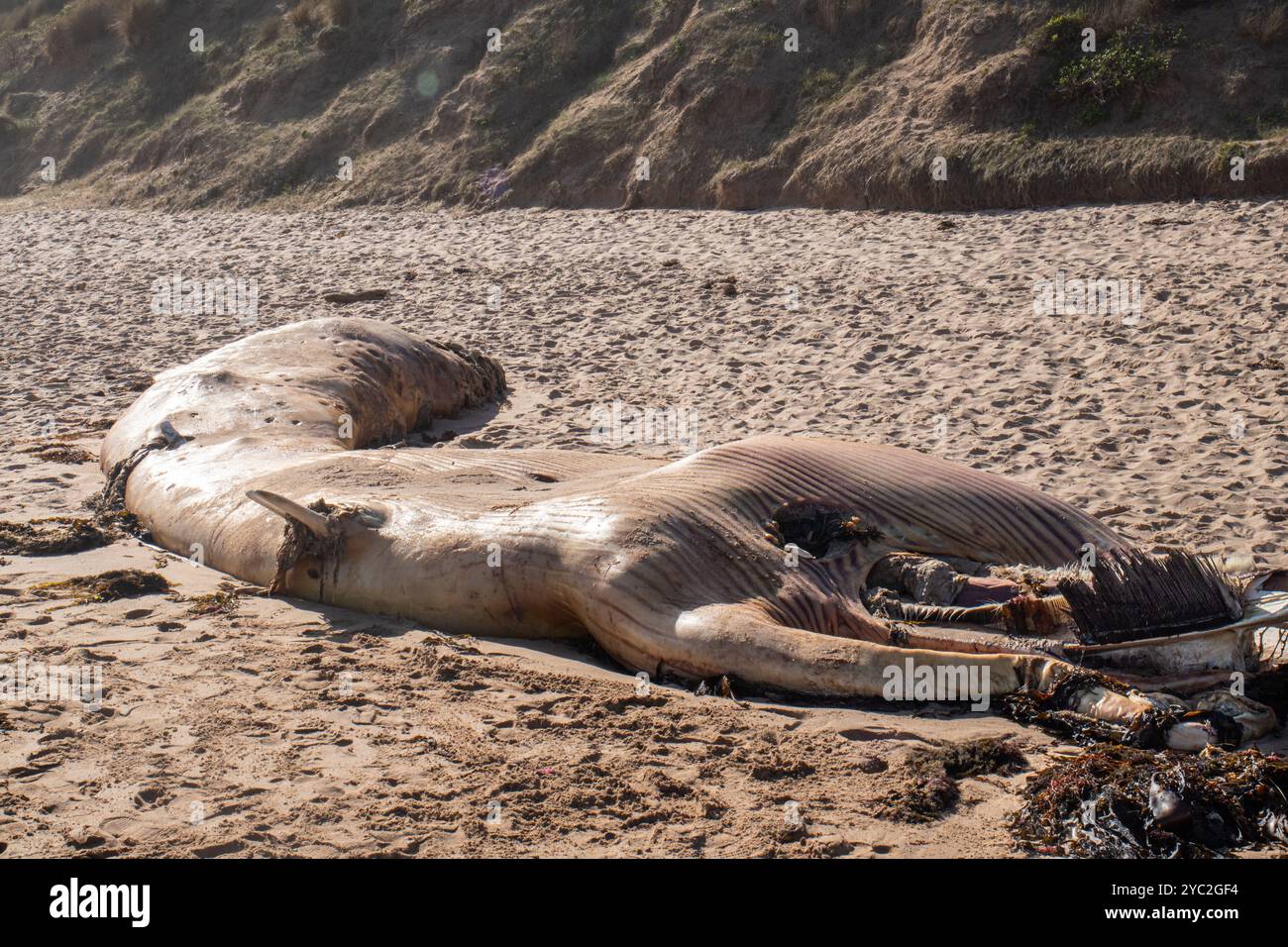 Decaying whale on the beach, poached and decomposing Stock Photo - Alamy