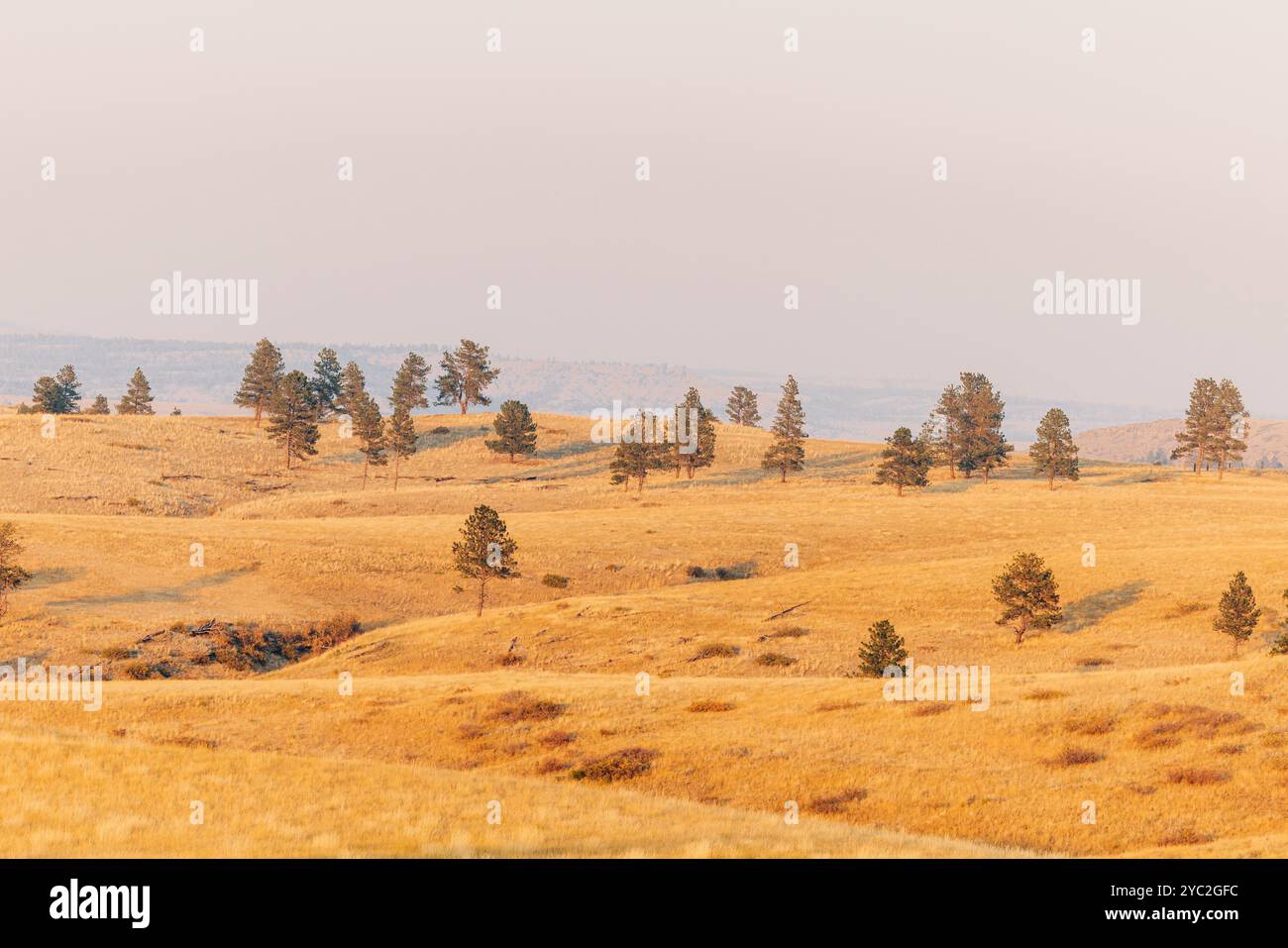 Scattered trees under hi-res stock photography and images - Alamy