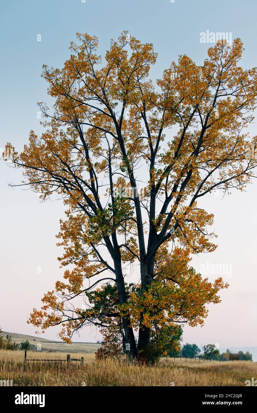 Large tree with fall foliage in a rural Western Montana Stock Photo - Alamy