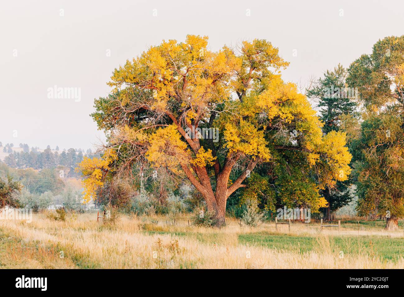 Large tree fall colors hi-res stock photography and images - Alamy