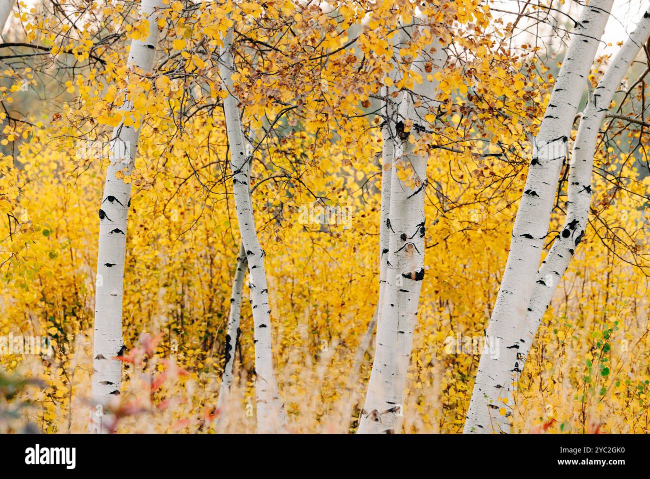 Fall foliage montana hi-res stock photography and images - Alamy