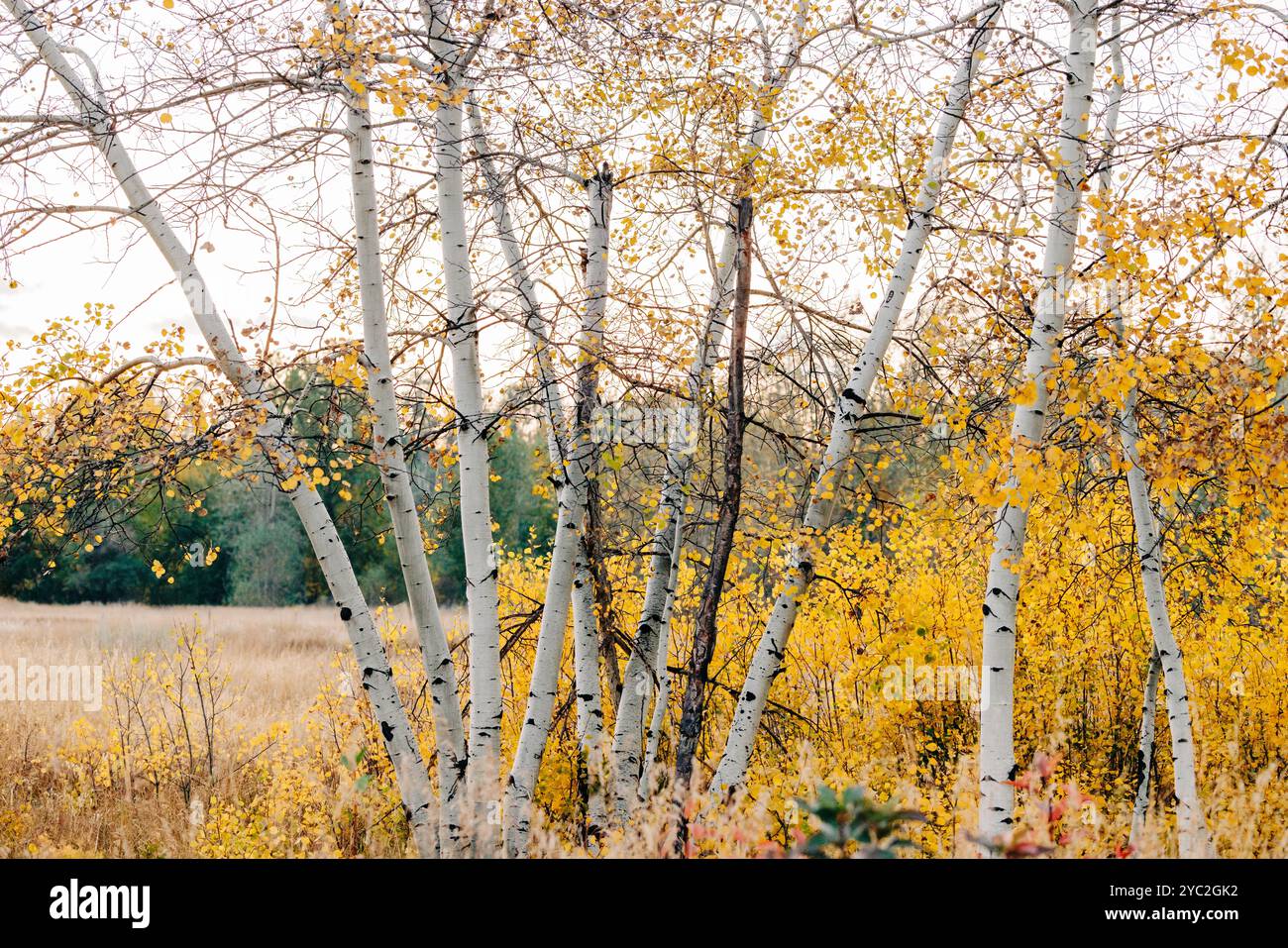 Fall foliage montana hi-res stock photography and images - Alamy